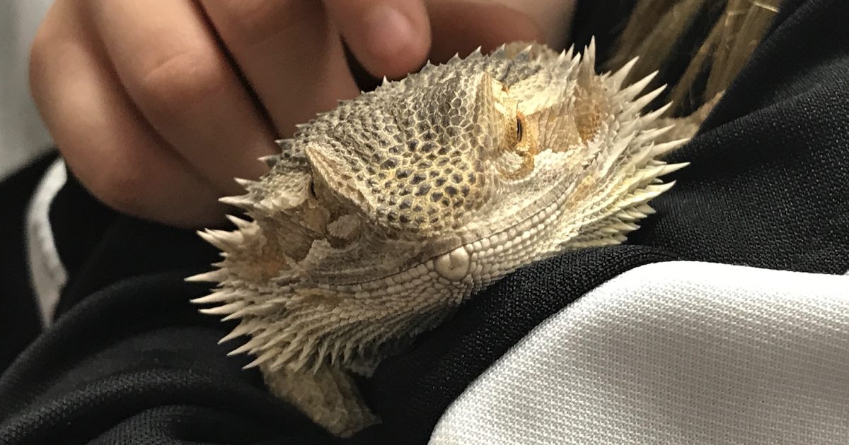 501 LIFE Magazine | Huff the dragon: Middle school students enjoy class pet