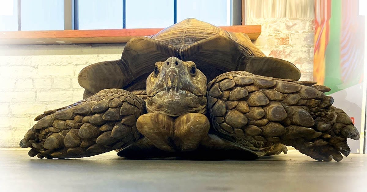 501 LIFE Magazine | Keeping up with Koopa