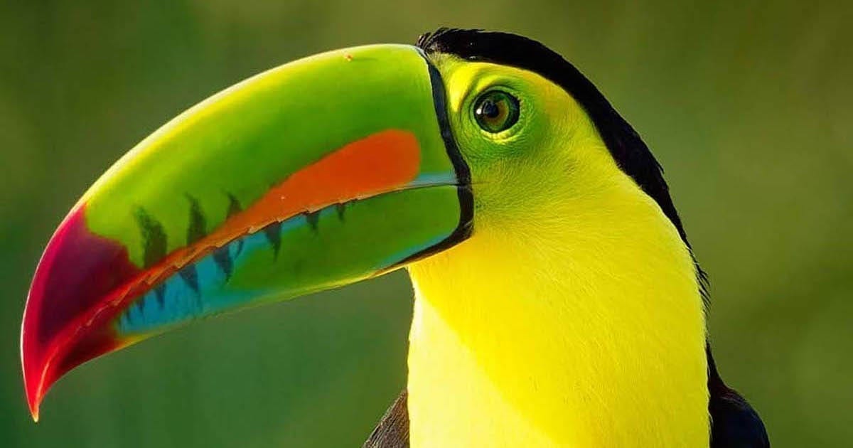 501 LIFE Magazine | A tropical 501 LIFE