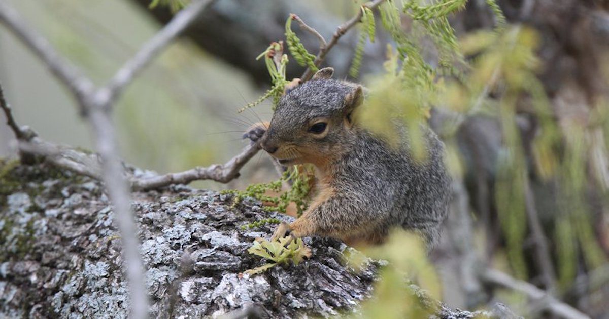501 LIFE Magazine | Squirrel season opens Sunday
