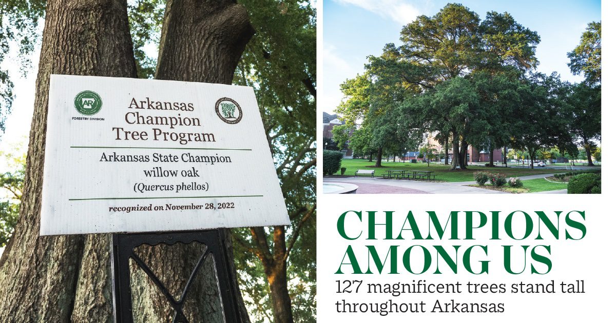 501 LIFE Magazine | 127 magnificent trees stand tall throughout Arkansas